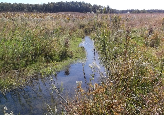 Gallery – Wetland Services