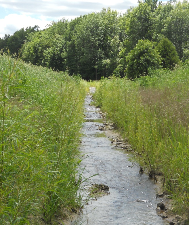 Gallery – Wetland Services